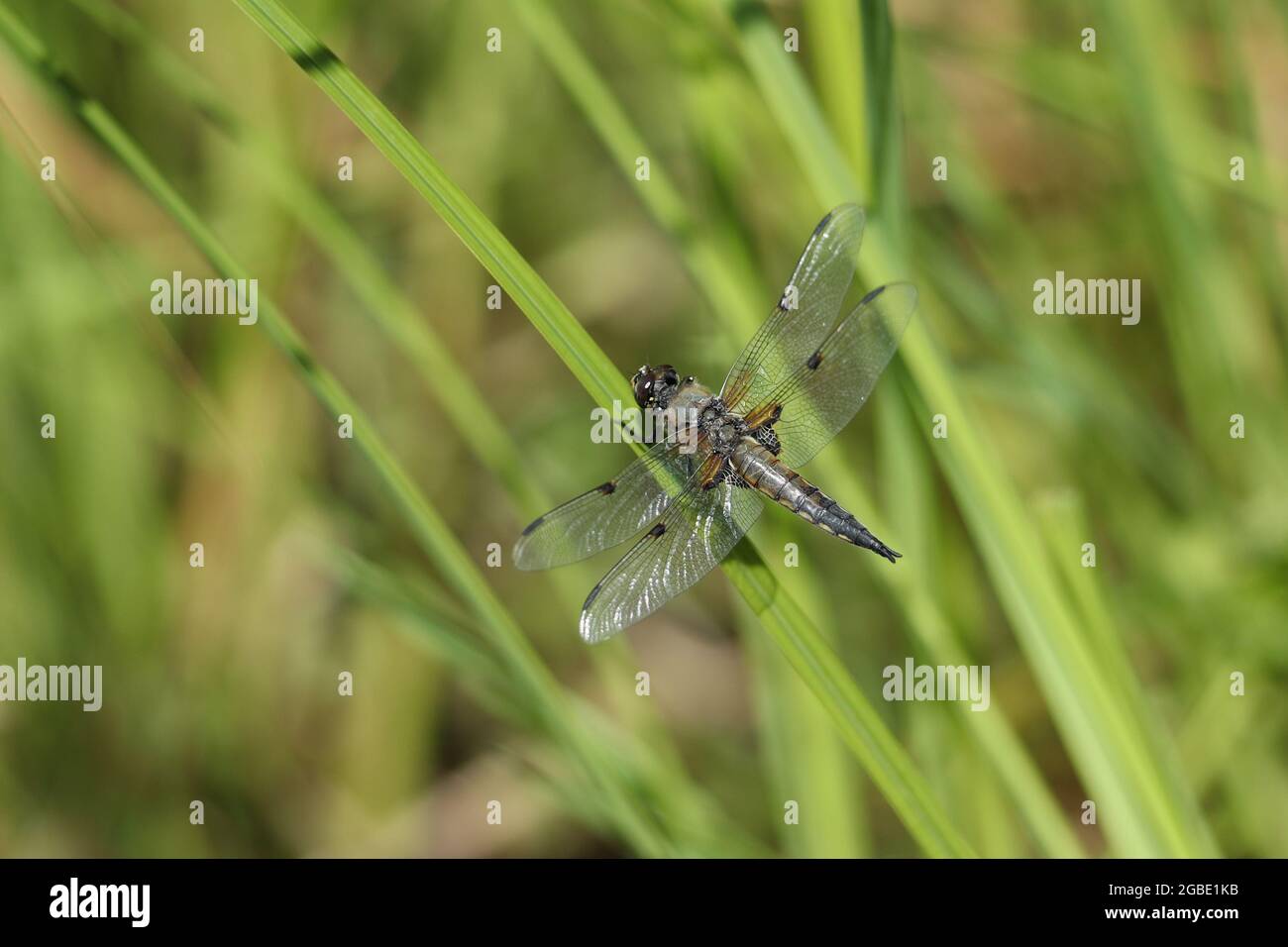 Four spotted chaser Stock Photo - Alamy