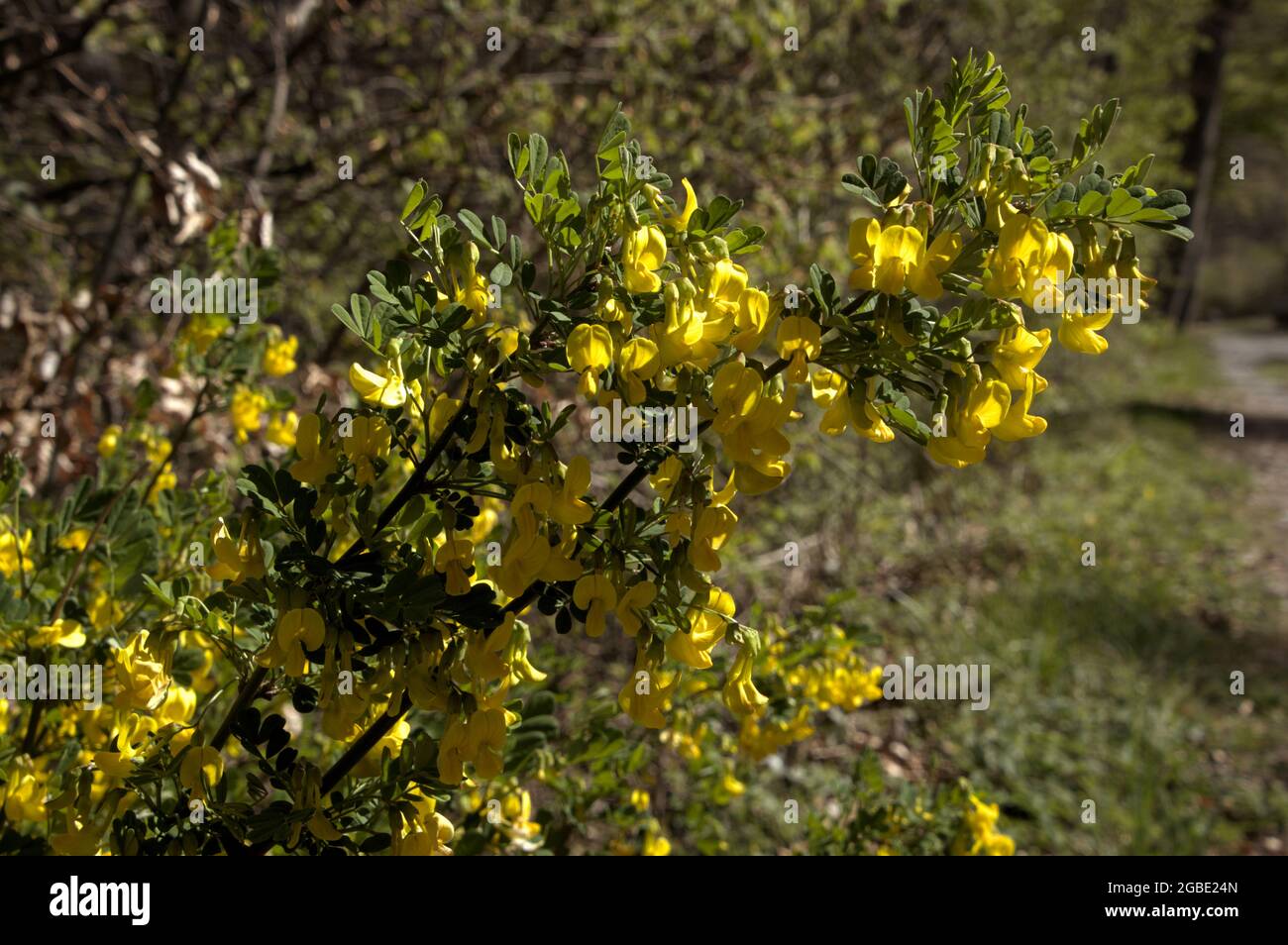 Spiny broom (Calicotome spinosa) flowering near Maienfeld in the Swiss ...