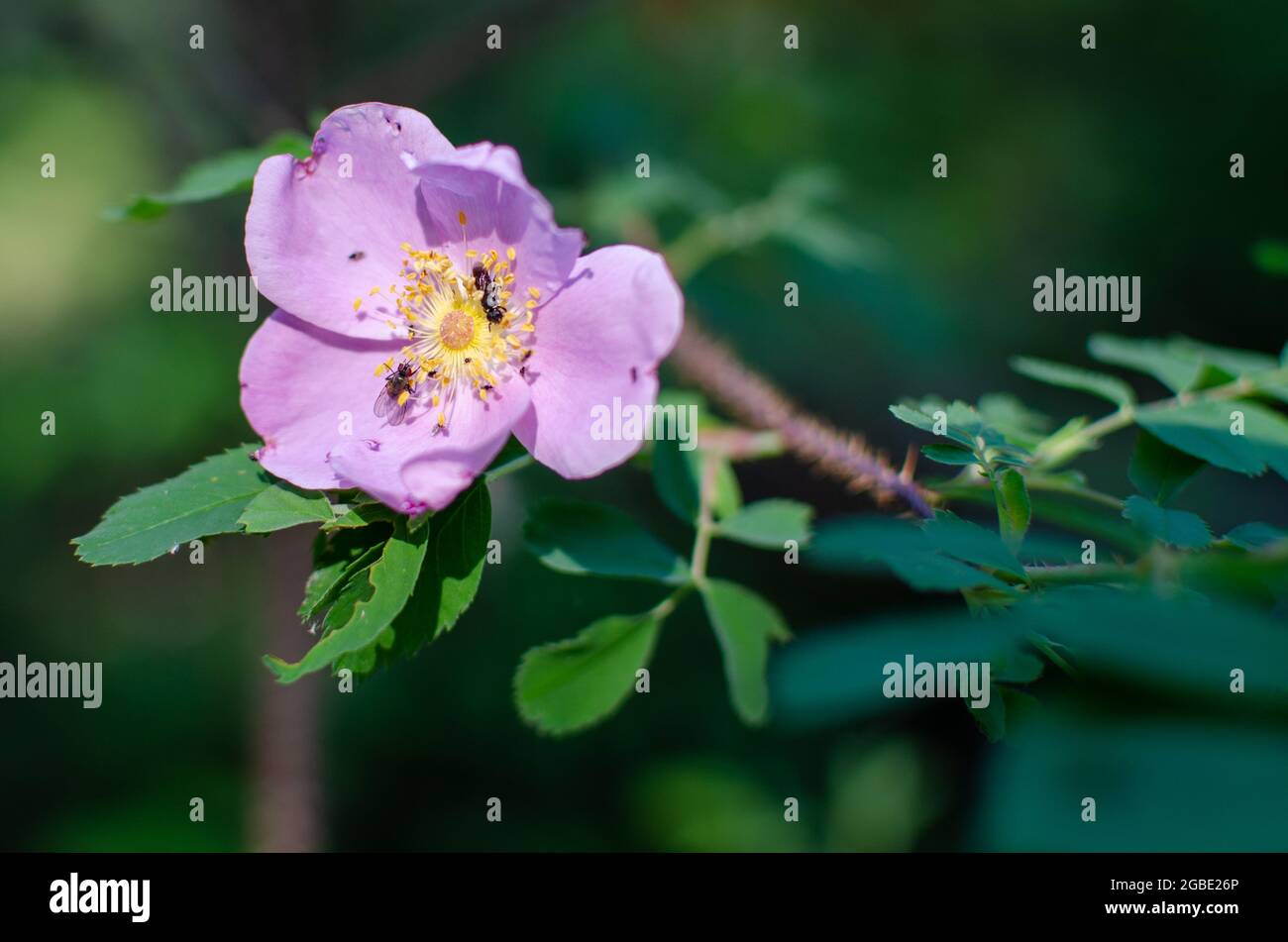 Prairie rose hi-res stock photography and images - Alamy