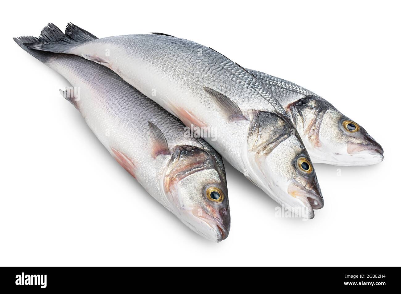 Sea bass fich isolated on white background with clipping path and full ...