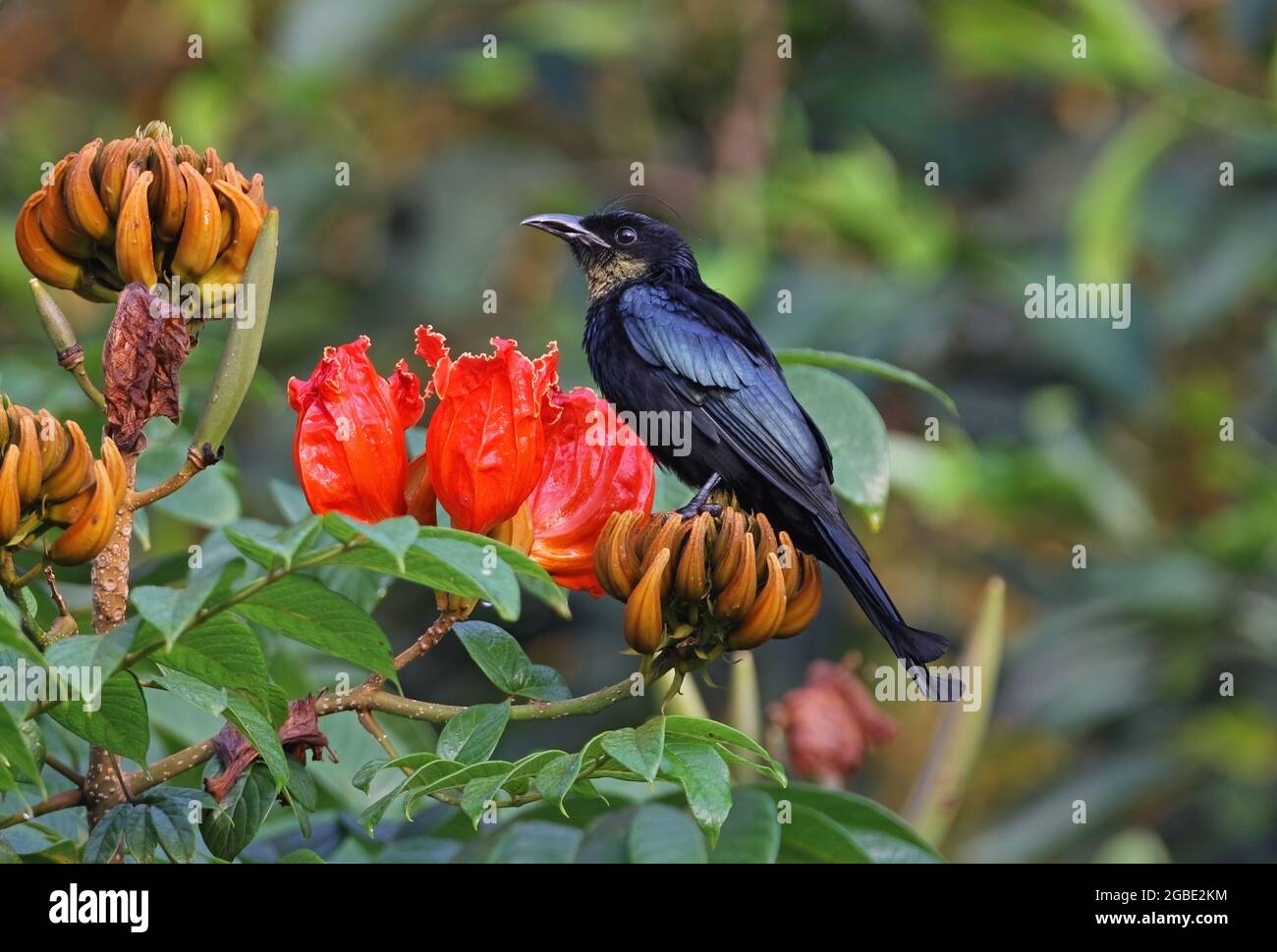 Hair-crested Drongo (Dicrurus hottentottus hottentottus) adult perched ...