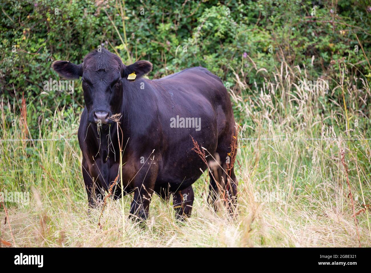 Large black angus herd hi-res stock photography and images - Alamy