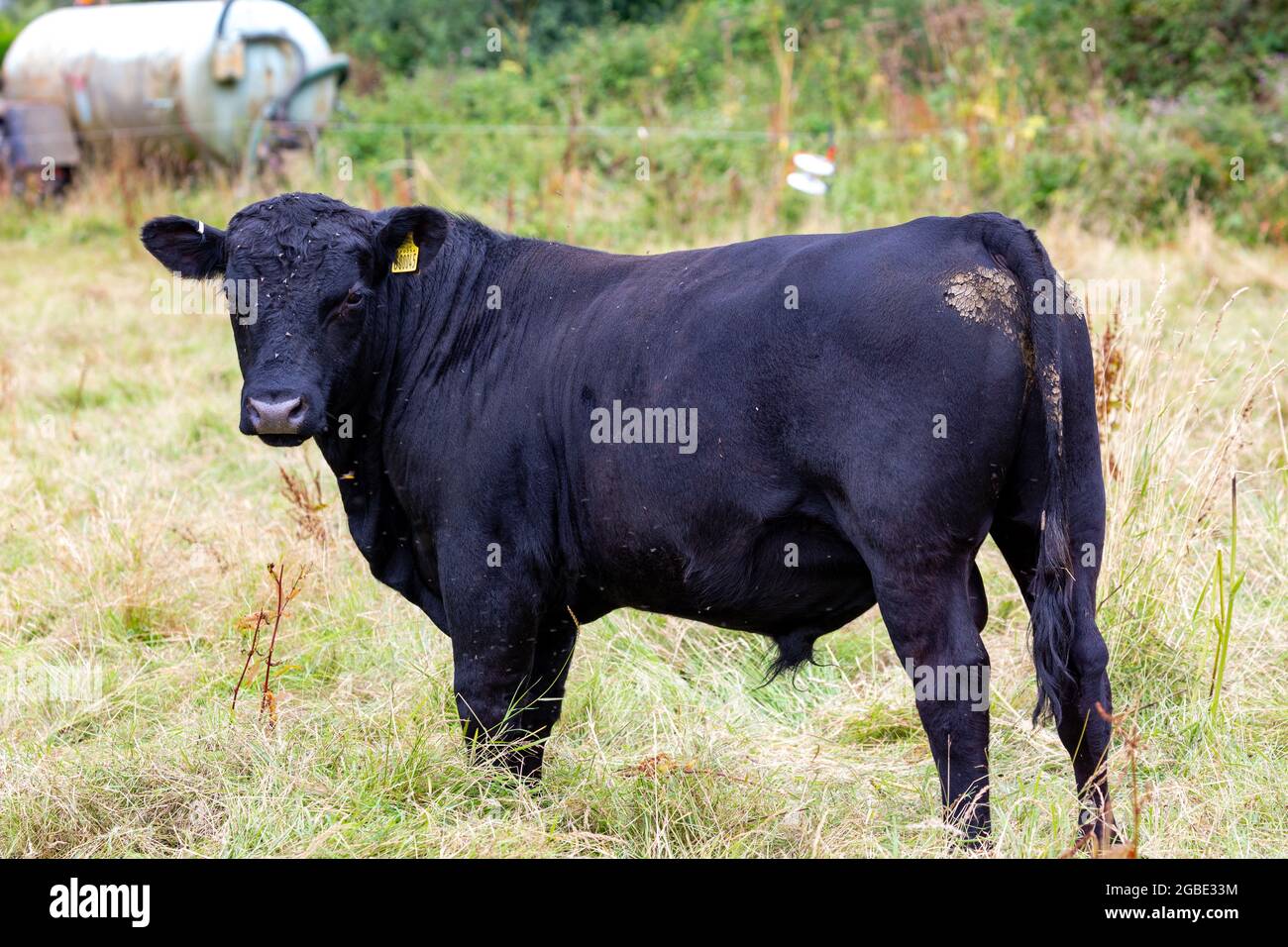 Black Angus Cattle in a field in Truro, Cornwall,UK Stock Photo - Alamy