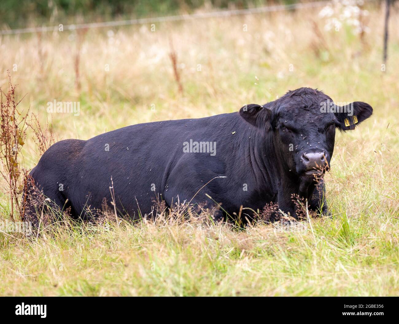 Aberdeen angus cow nose close up hi-res stock photography and images ...