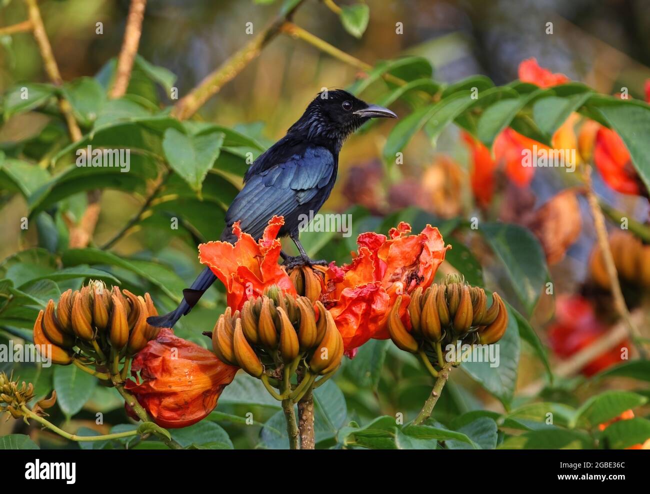 Hair-crested Drongo (Dicrurus hottentottus hottentottus) adult perched ...