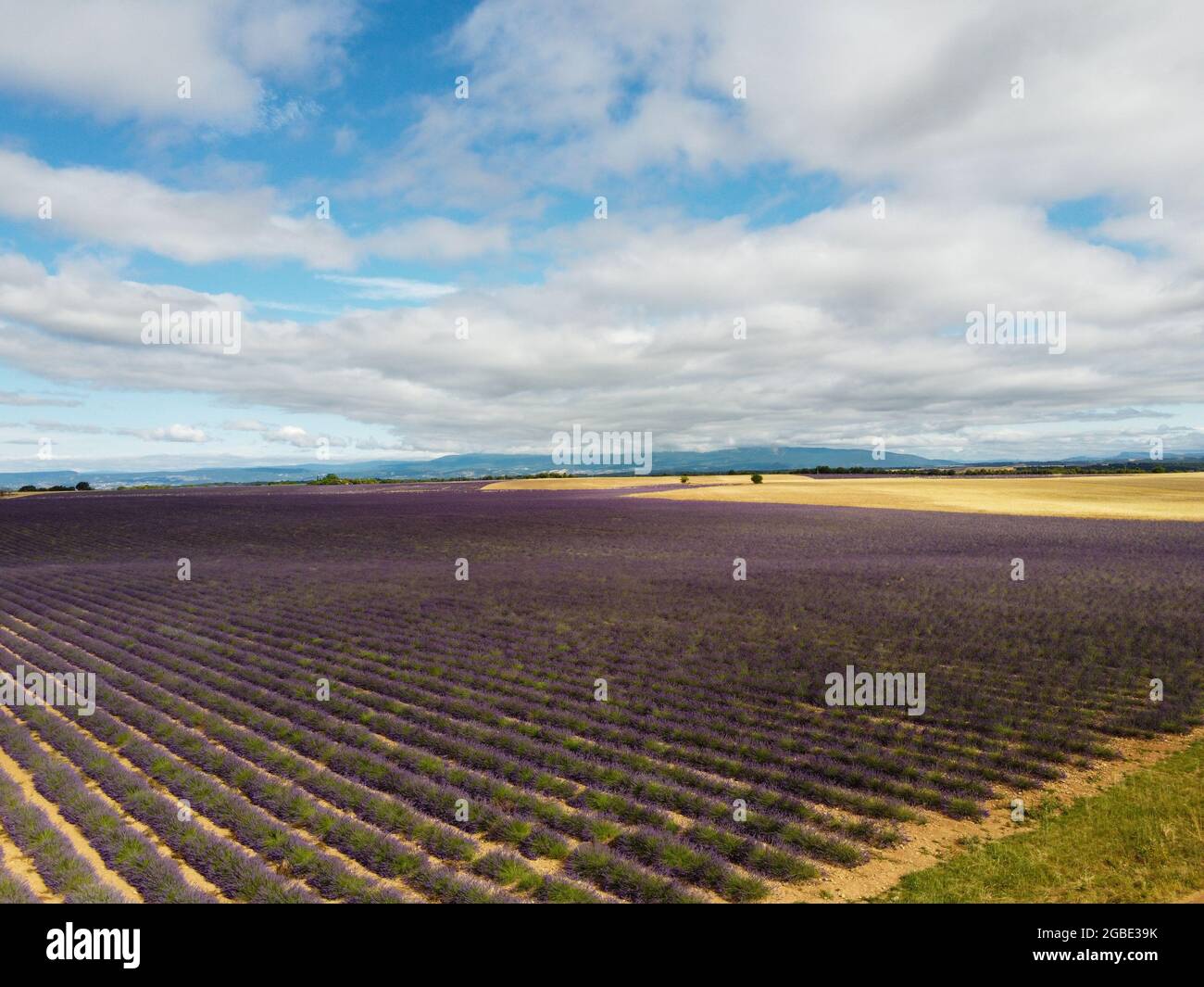 Aerial view of lavender fields in valensole, france hi-res stock photography and images - Alamy