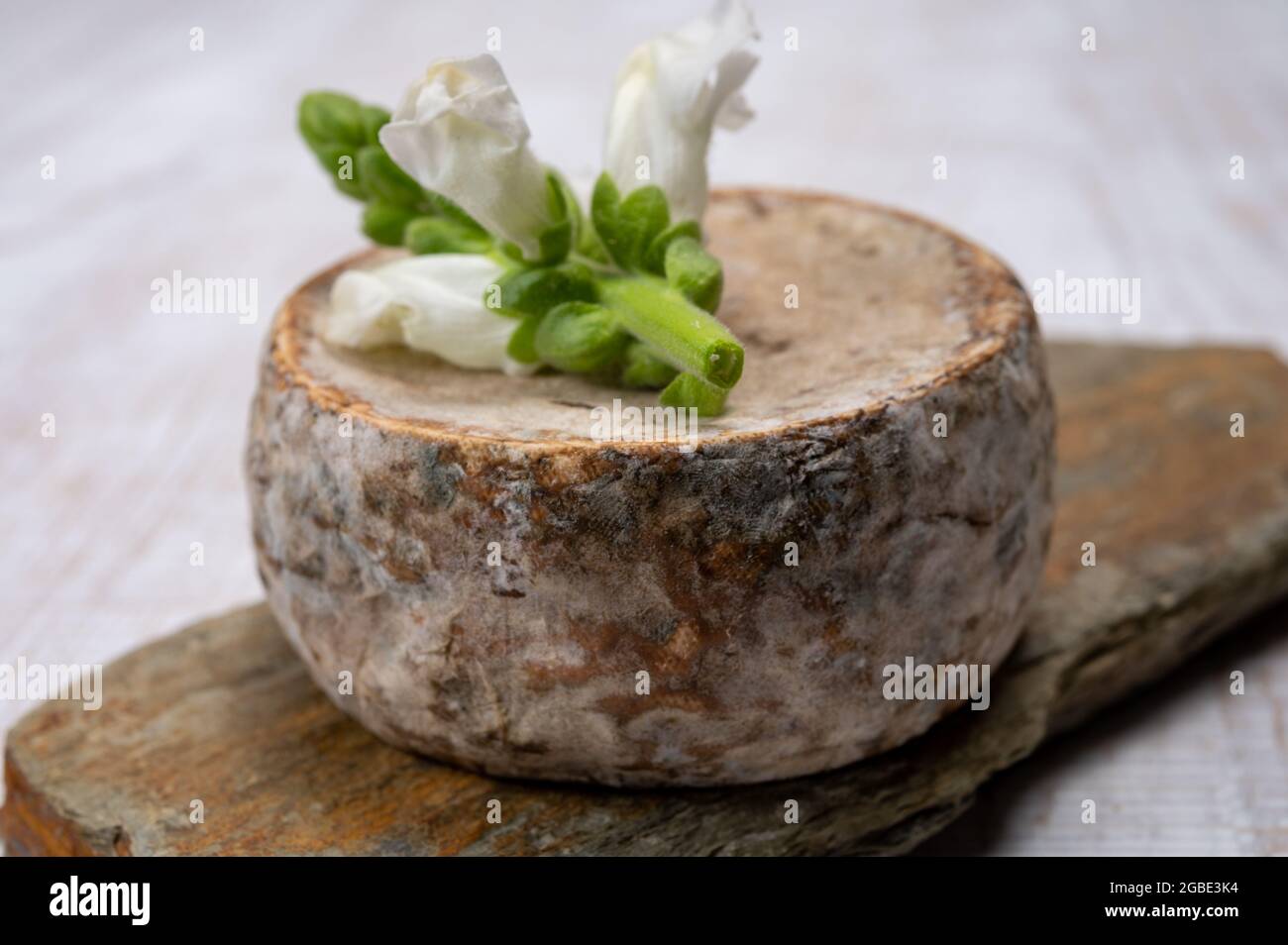 Cheese collection, matured cow cheese with mold tommette de savoie from ...
