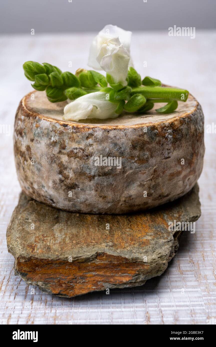 Cheese collection, matured cow cheese with mold tommette de savoie from ...
