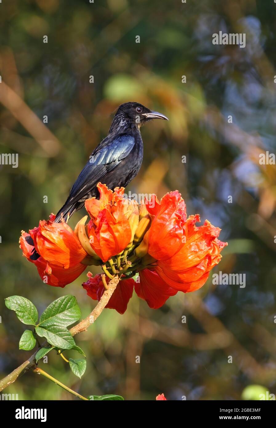 Hair-crested Drongo (Dicrurus hottentottus hottentottus) adult perched ...