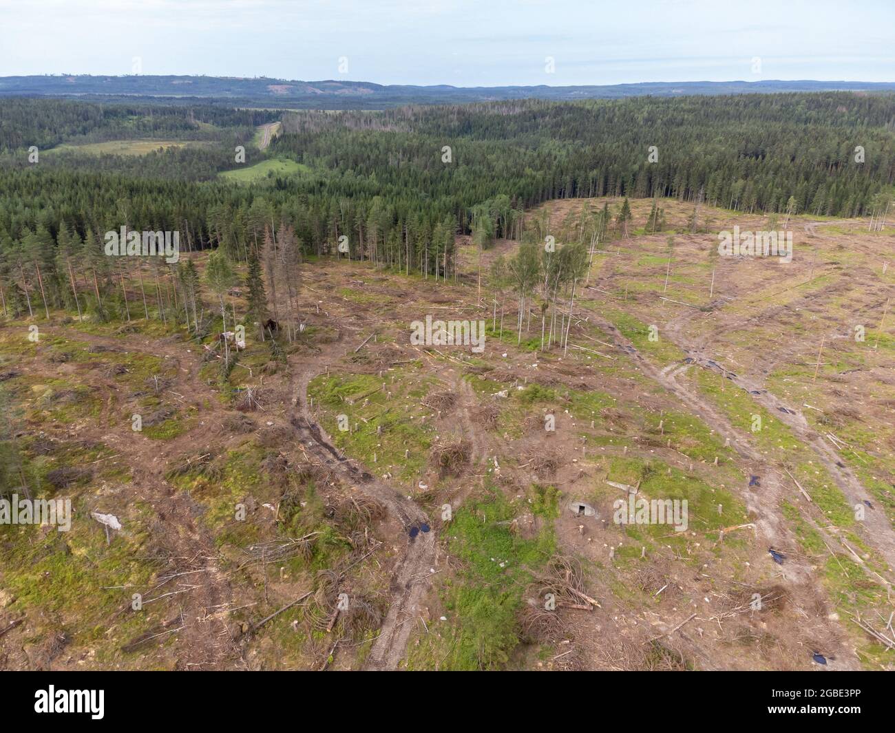 Aerial shot of a tree in Sweden with its fir trees cut down ...