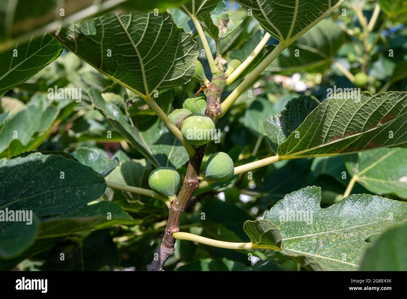 Green organic figs fruits growing on fig tree in summer Stock Photo - Alamy