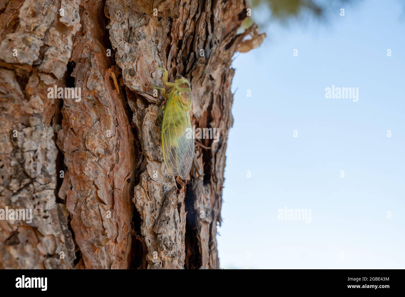 Symbol of Provence, one day young green cicada orni insect sits on tree ...