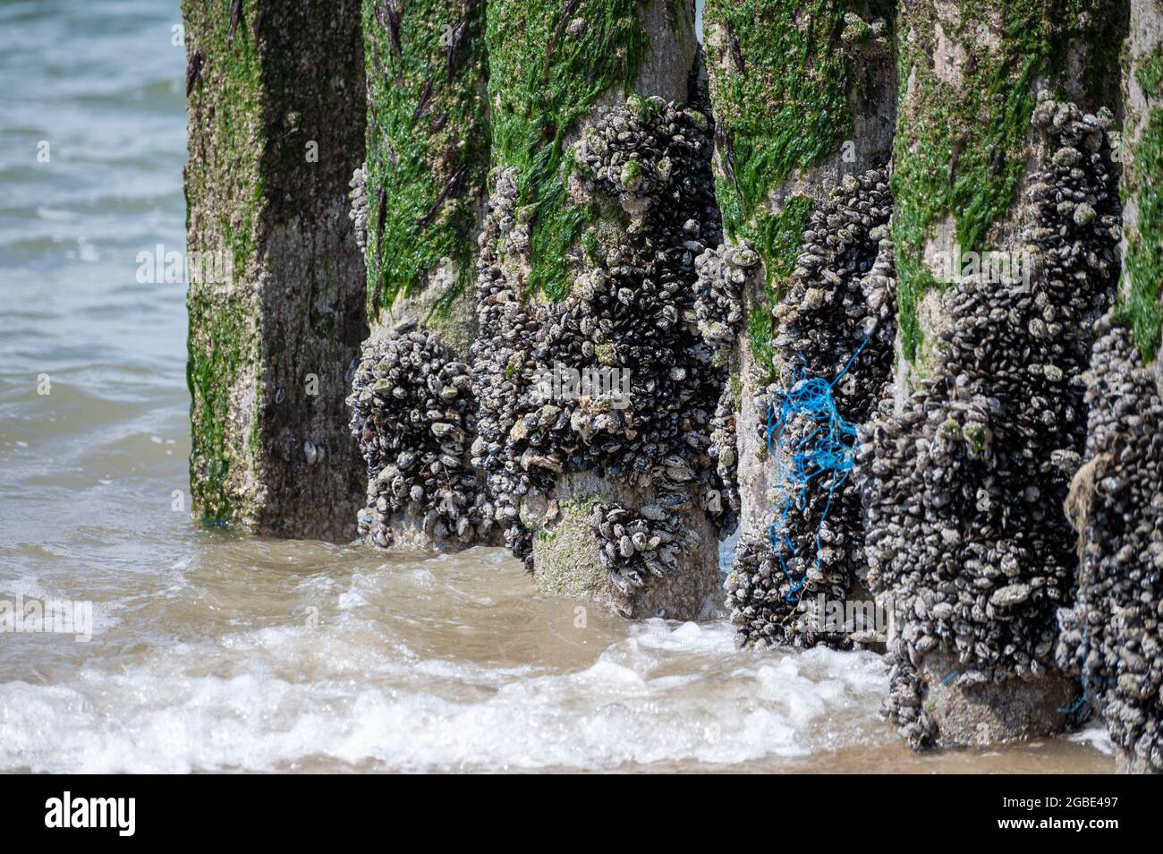 Groups of live mussels clams shellfish growing on wooden poles at low ...