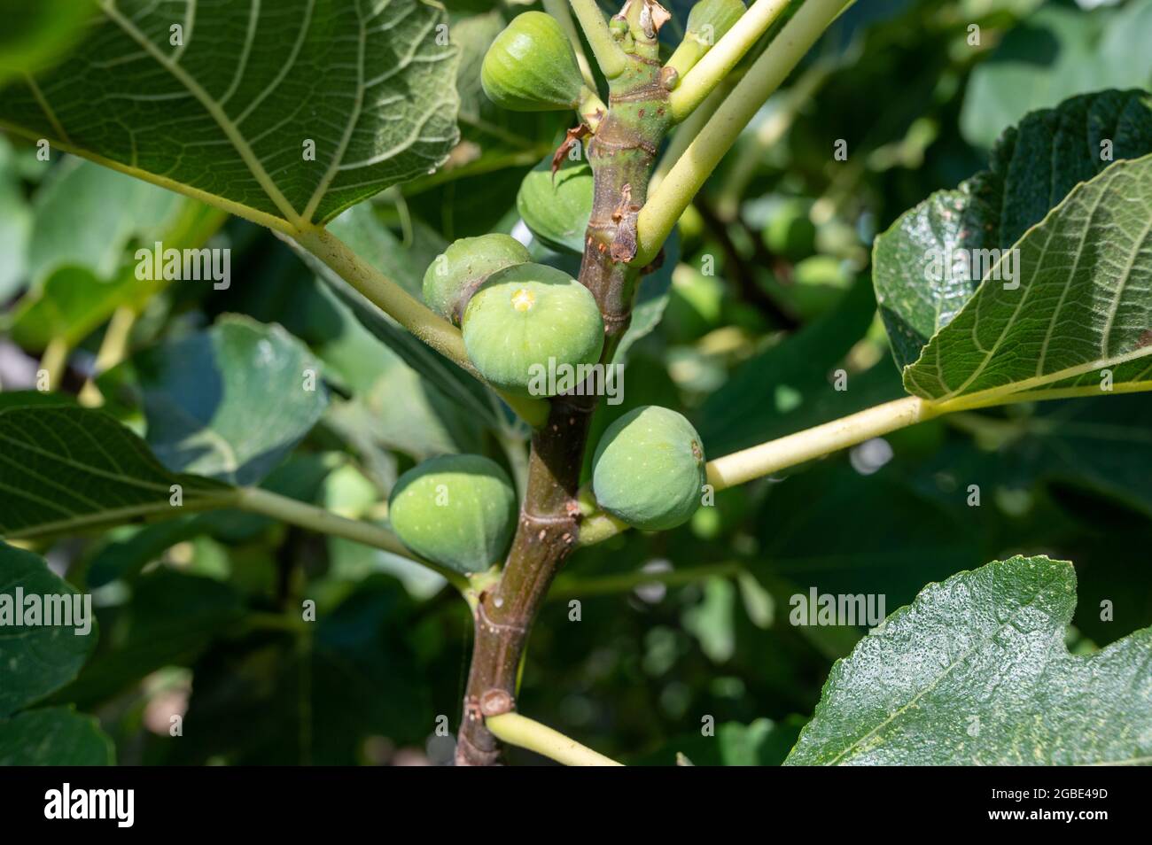 Green organic figs fruits growing on fig tree in summer Stock Photo - Alamy
