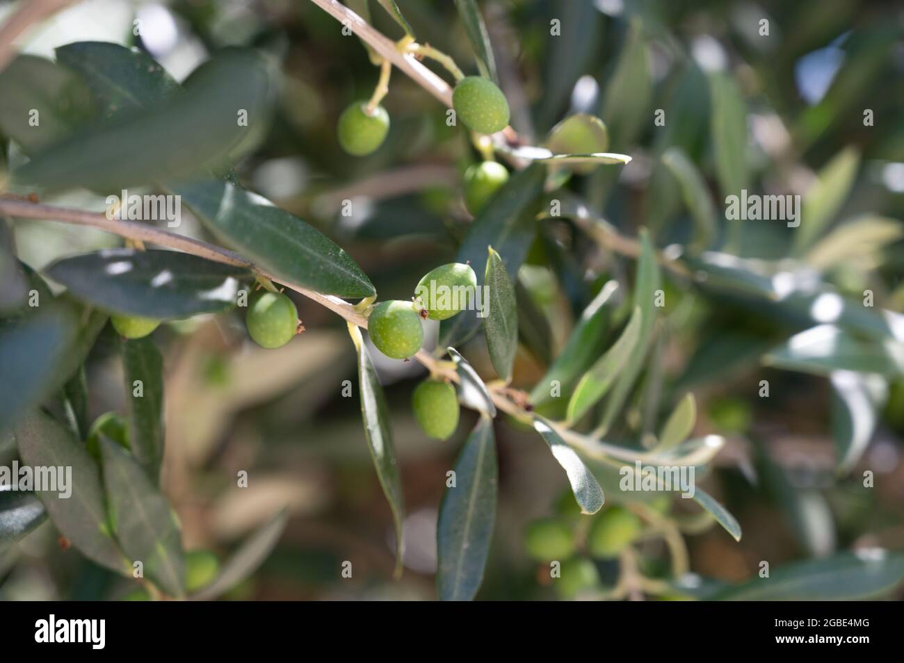 Young green olives hanging on olive tree in summer, nature background ...