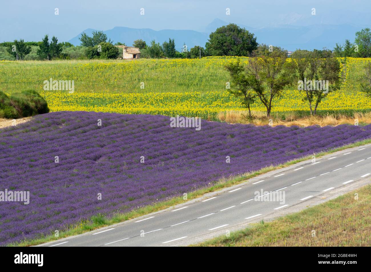 Touristic destination in South of France, colorful aromatic lavender ...