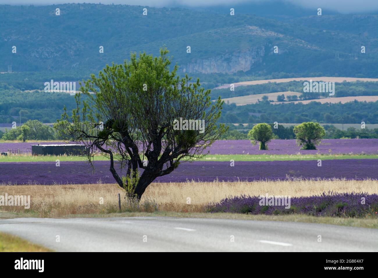 Touristic destination in South of France, colorful aromatic lavender ...