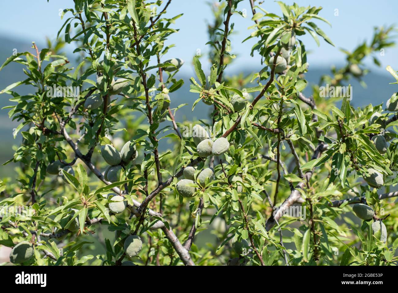 Green almonds nuts ripening on tree in summer, cultivation of almond ...