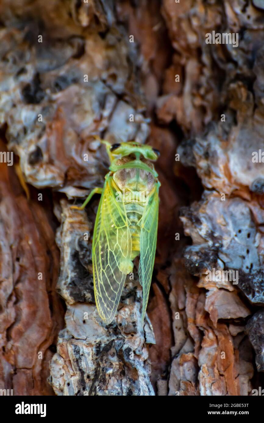 Symbol of Provence, one day young green cicada orni insect sits on tree ...