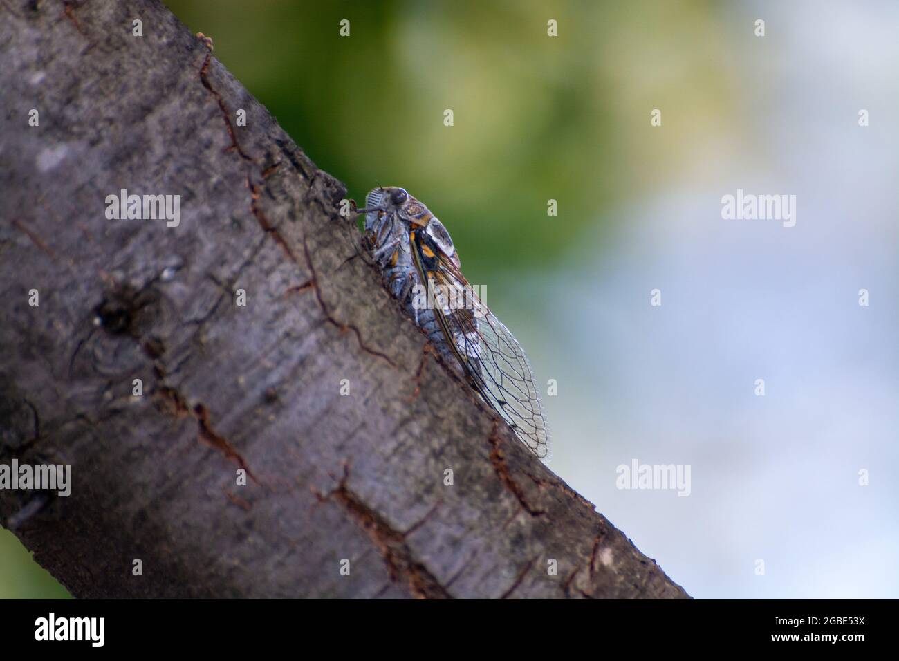 Symbol of Provence, adult cicada orni insect sits on tree close-up ...