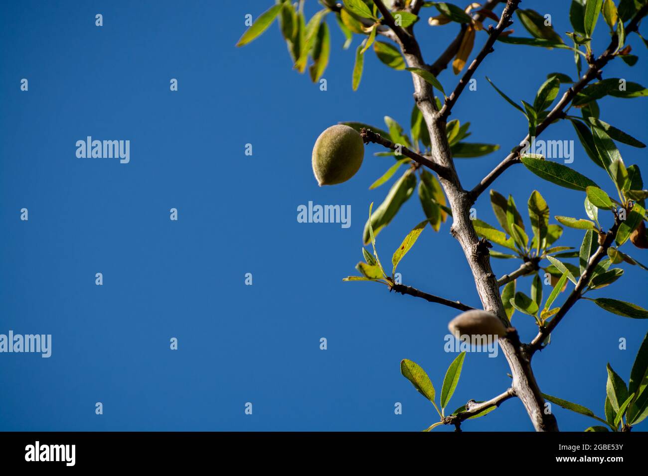 Green almonds nuts ripening on tree in summer, cultivation of almond ...