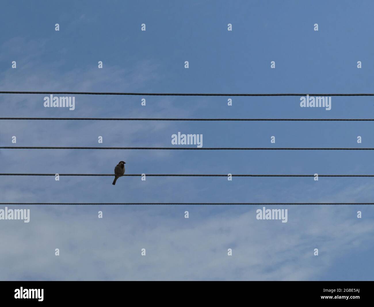 Bird on the wire like a note on the sheet music with blue sky ...