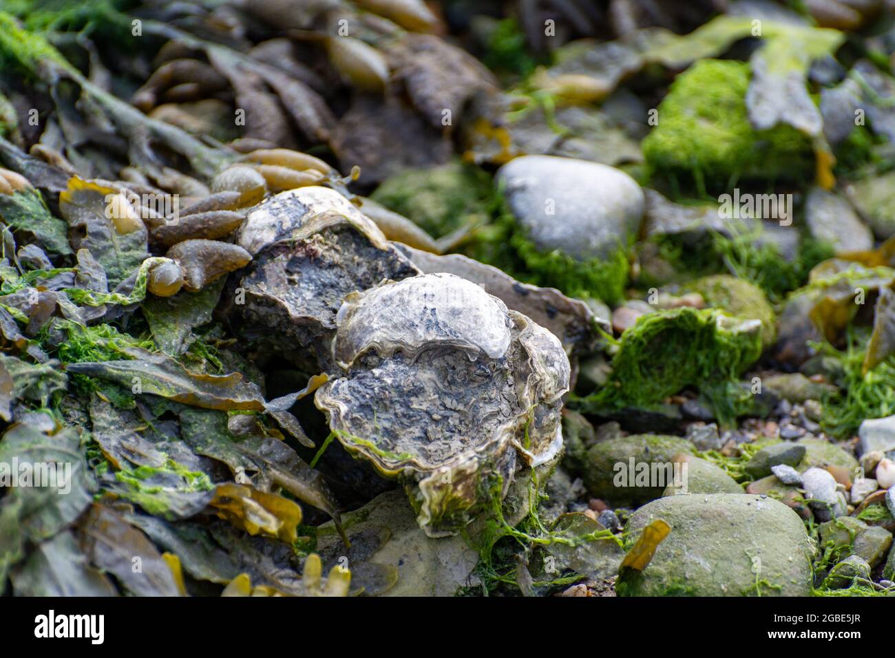 Wild creuse oysters shellfish growing on stones in salted water of ...