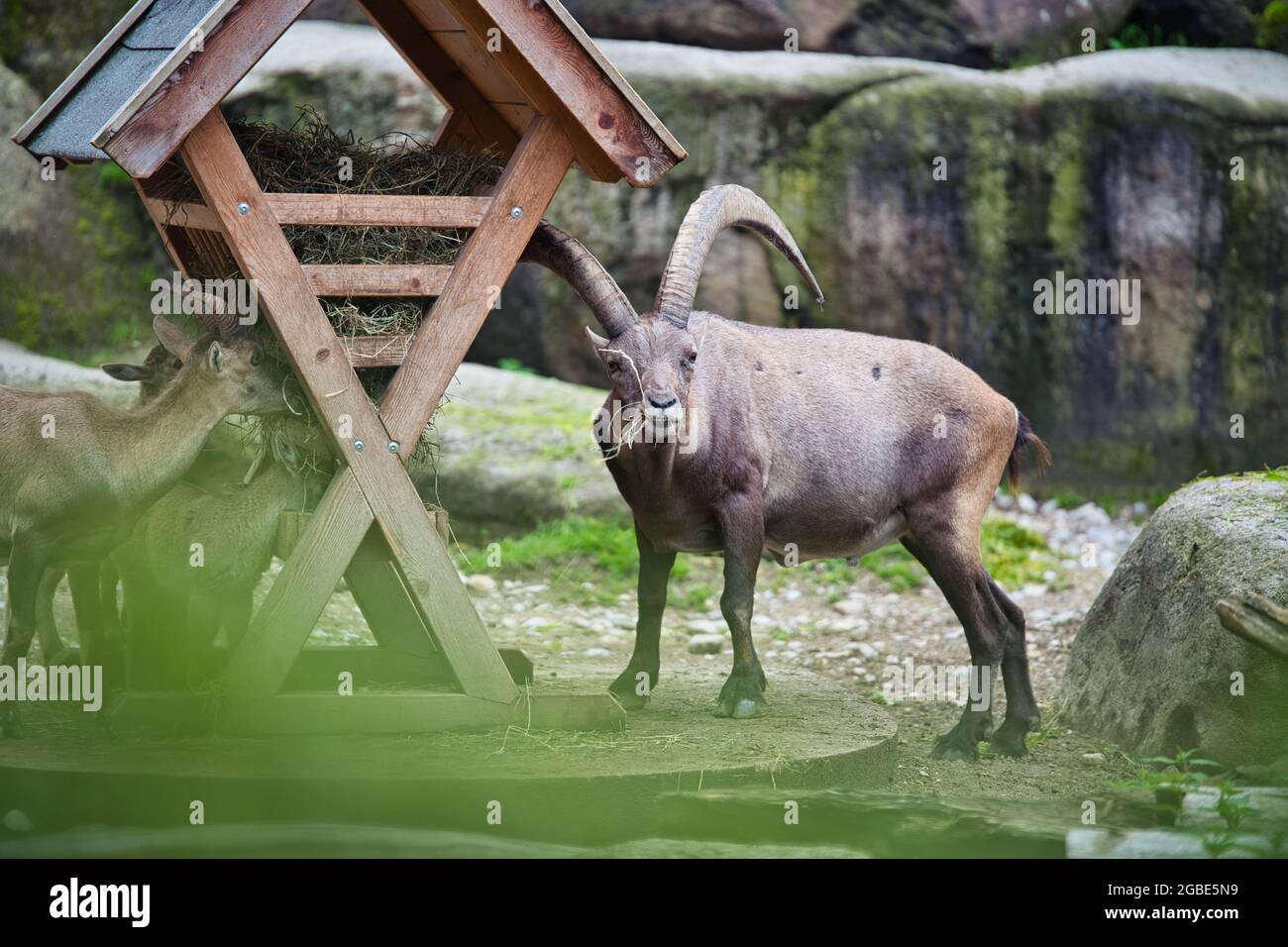 Beautiful scene of an Alpine ibex eating a hay Stock Photo - Alamy