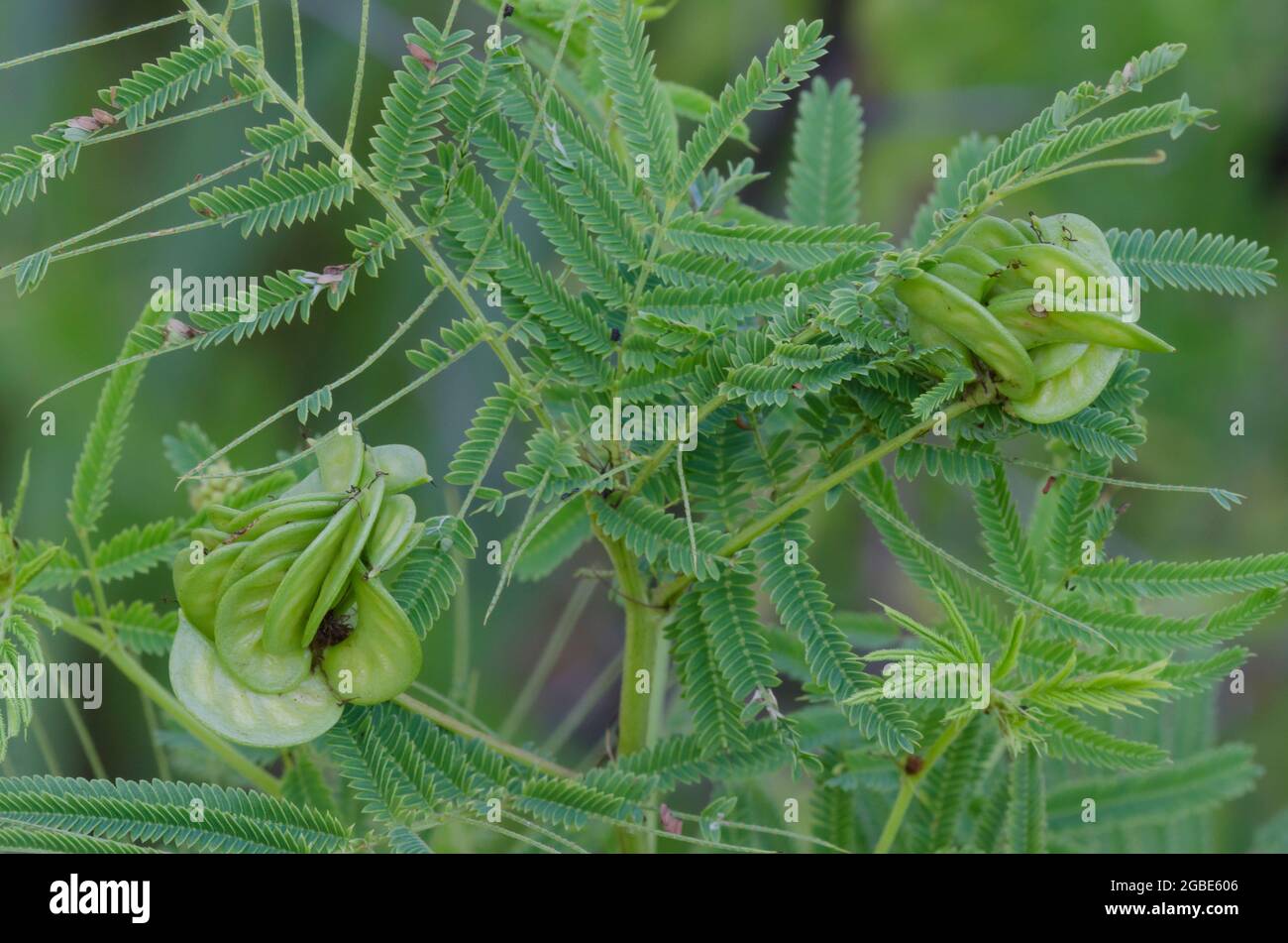 Illinois Bundleflower, Desmanthus illinoensis, fruit Stock Photo - Alamy