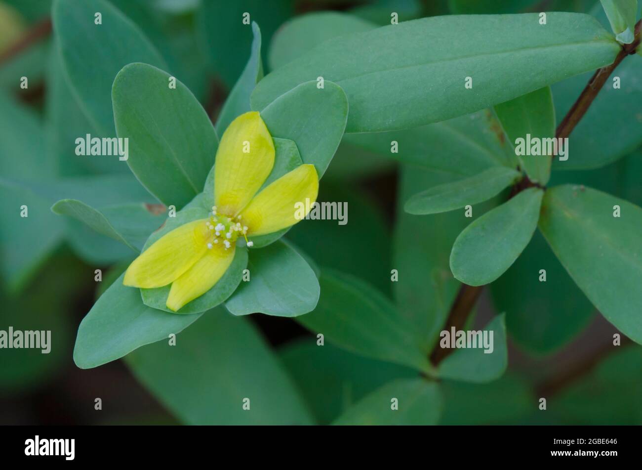 St andrews cross hi-res stock photography and images - Alamy