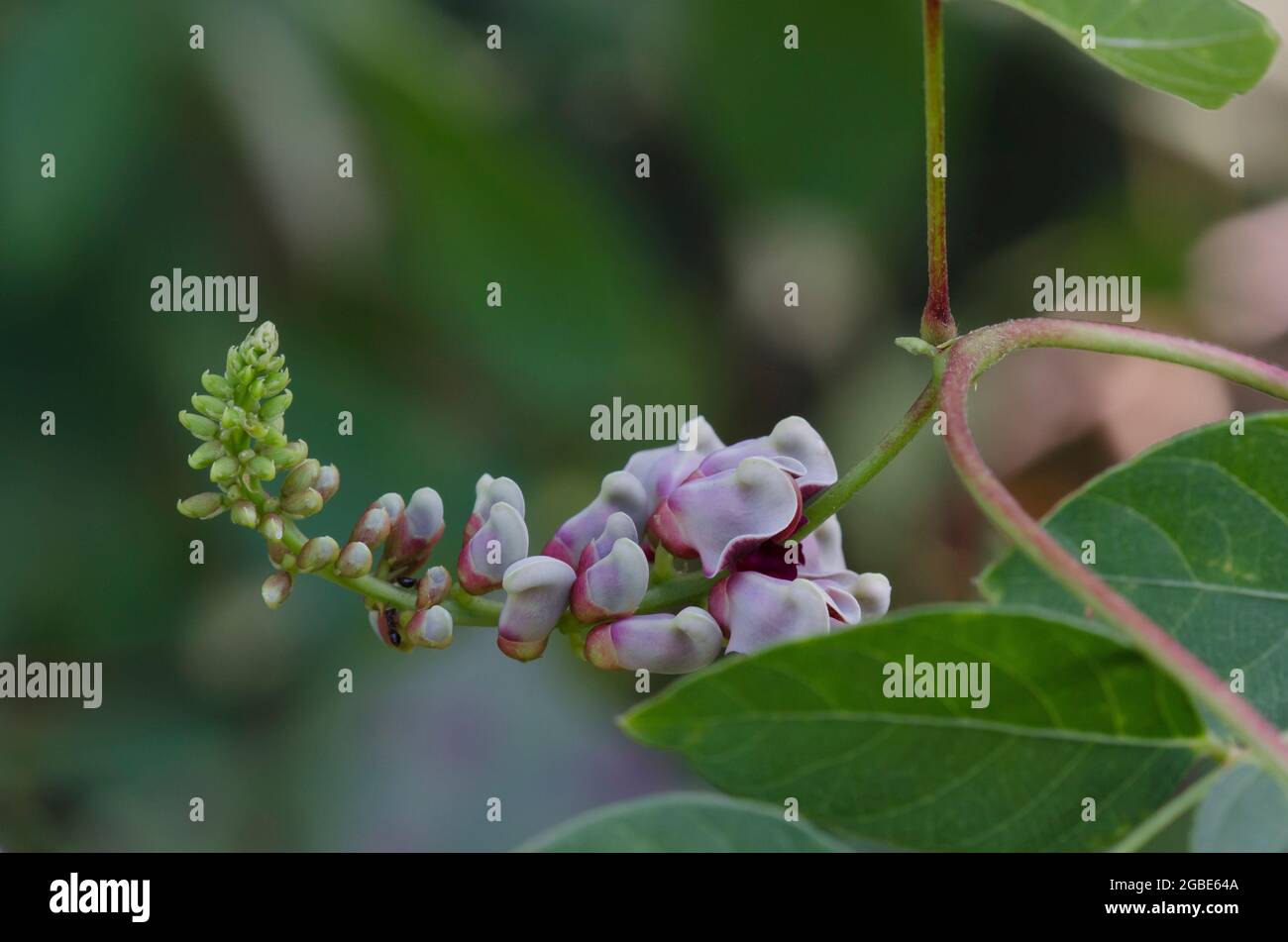 Indian potato apios hi-res stock photography and images - Alamy