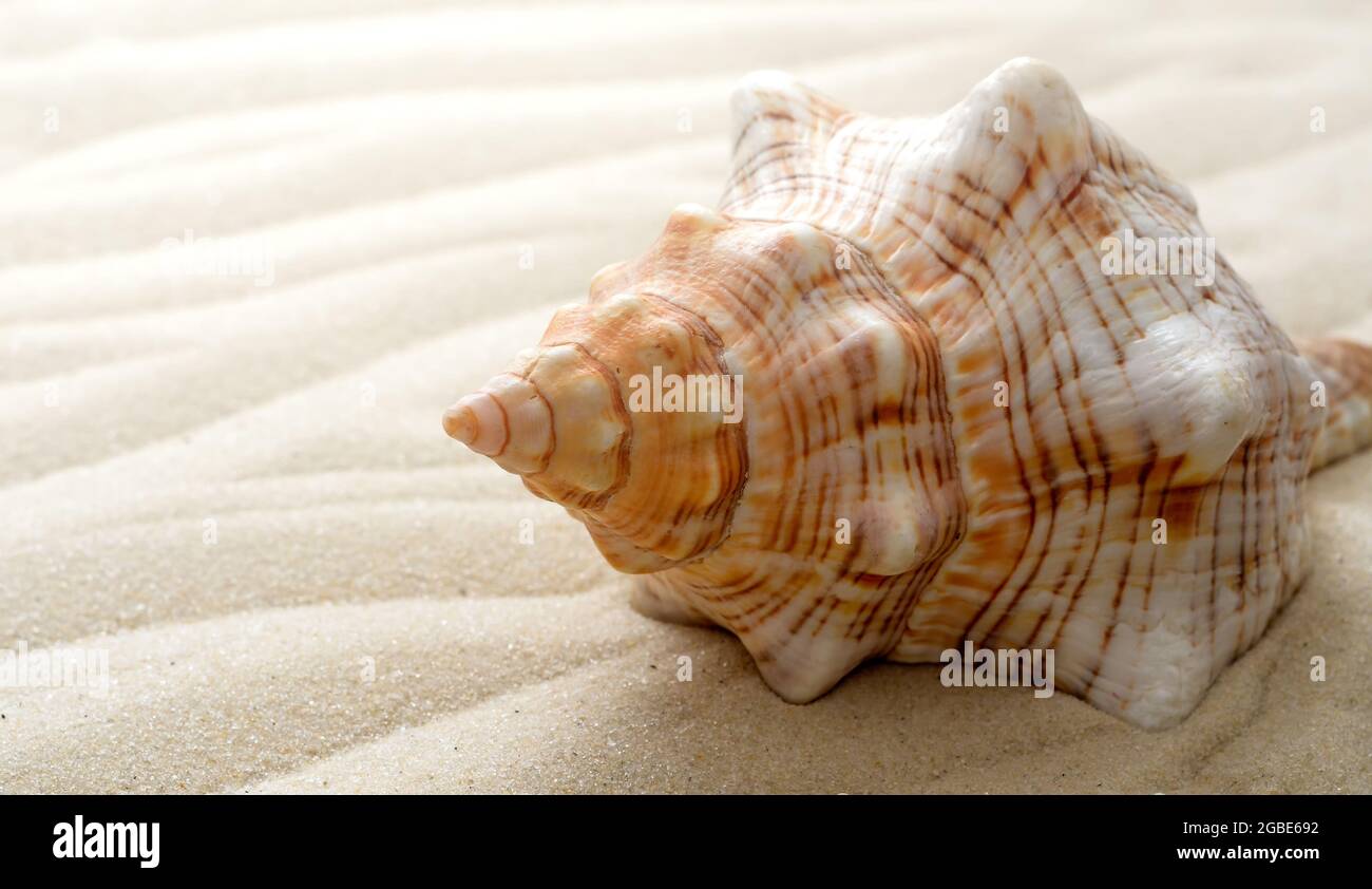Big seashell on the sand on the beach, close up Stock Photo - Alamy
