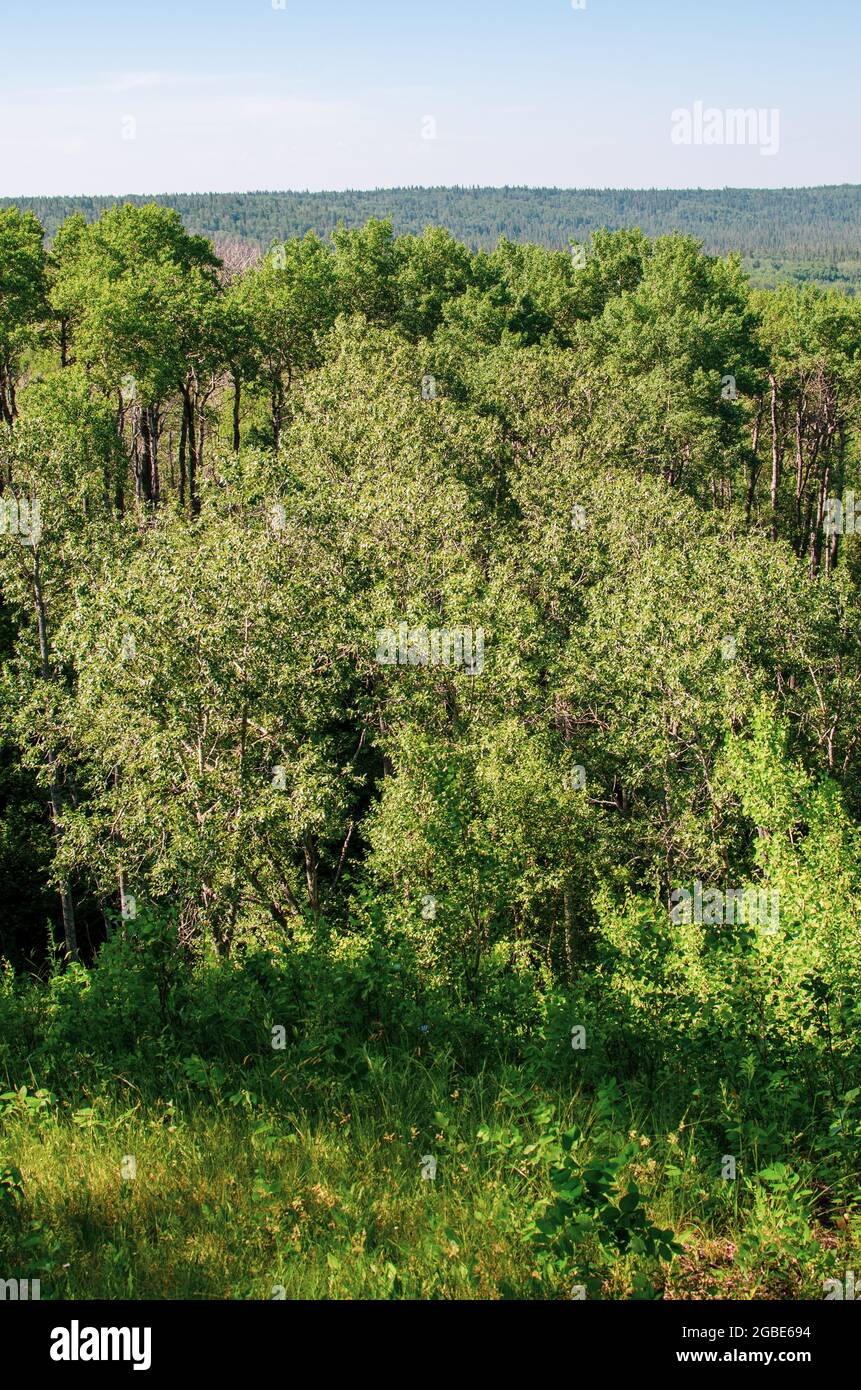 lush forest landscape at duck mountain provincial park, Manitoba ...