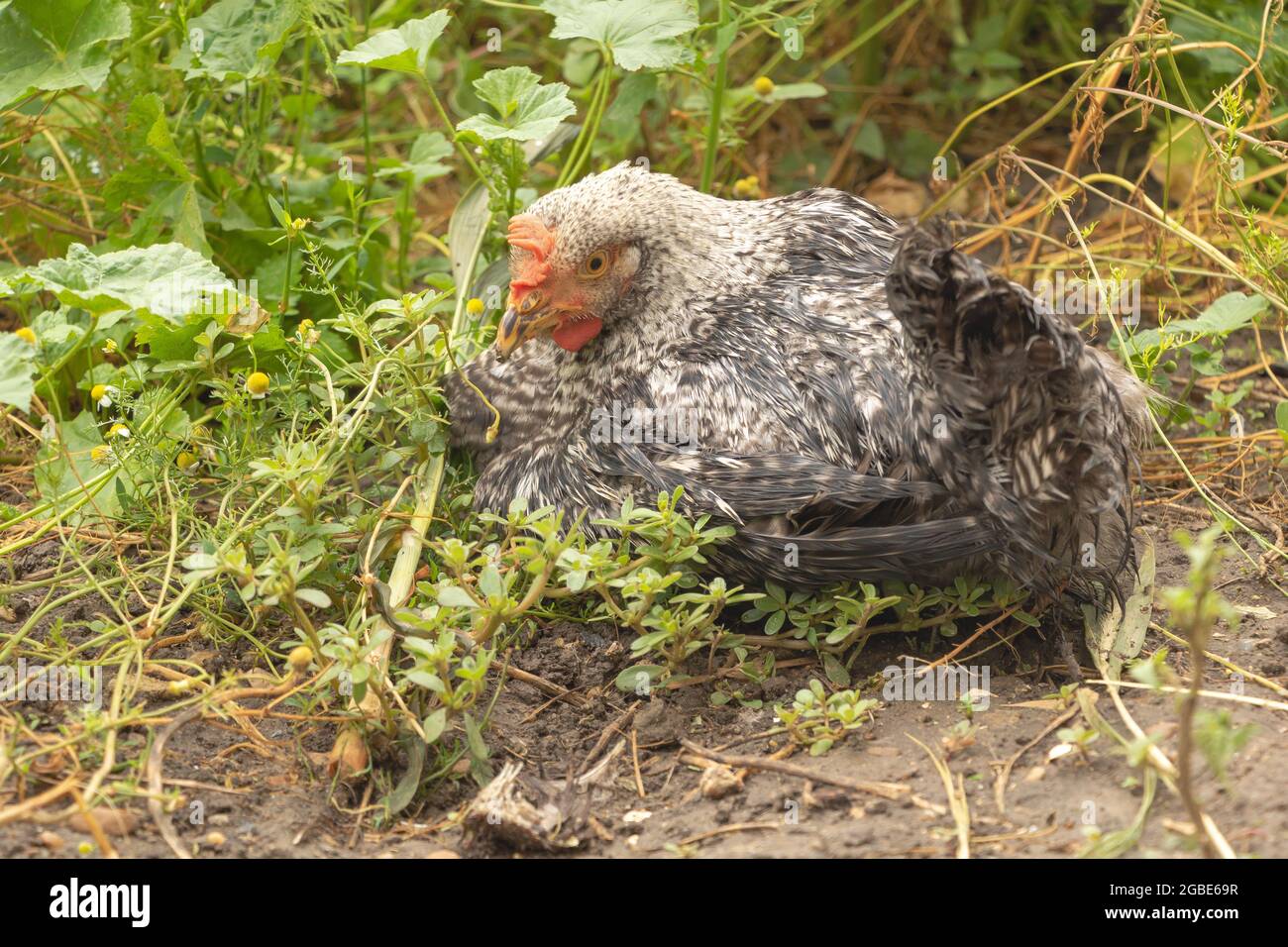 Chicken in nature hi-res stock photography and images - Alamy
