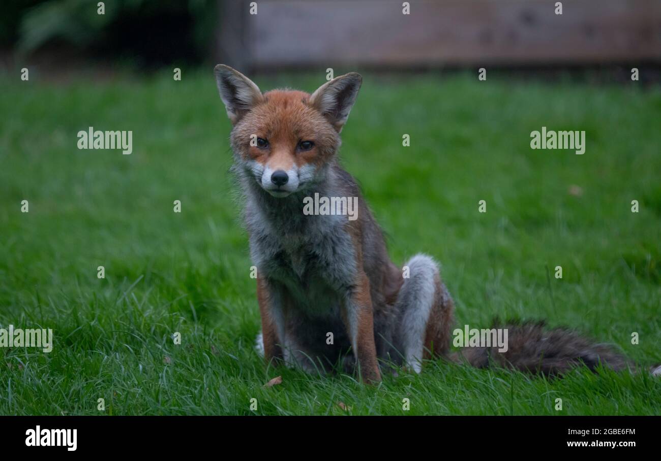 Wimbledon, London, UK. 3 August 2021. Fully grown young urban fox ...