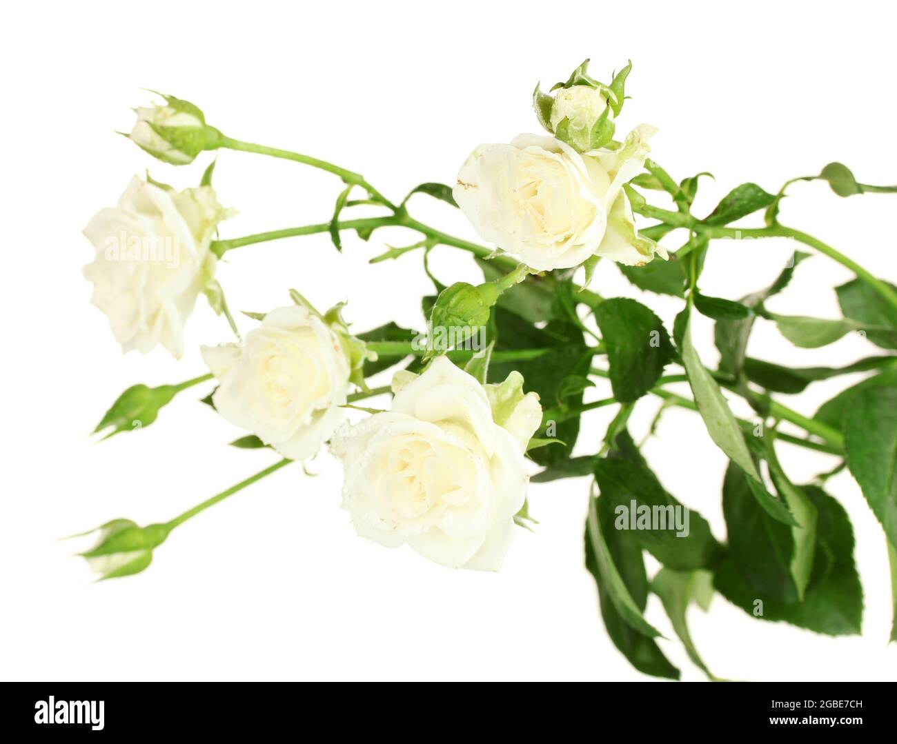Beautiful white roses on white background close-up Stock Photo - Alamy
