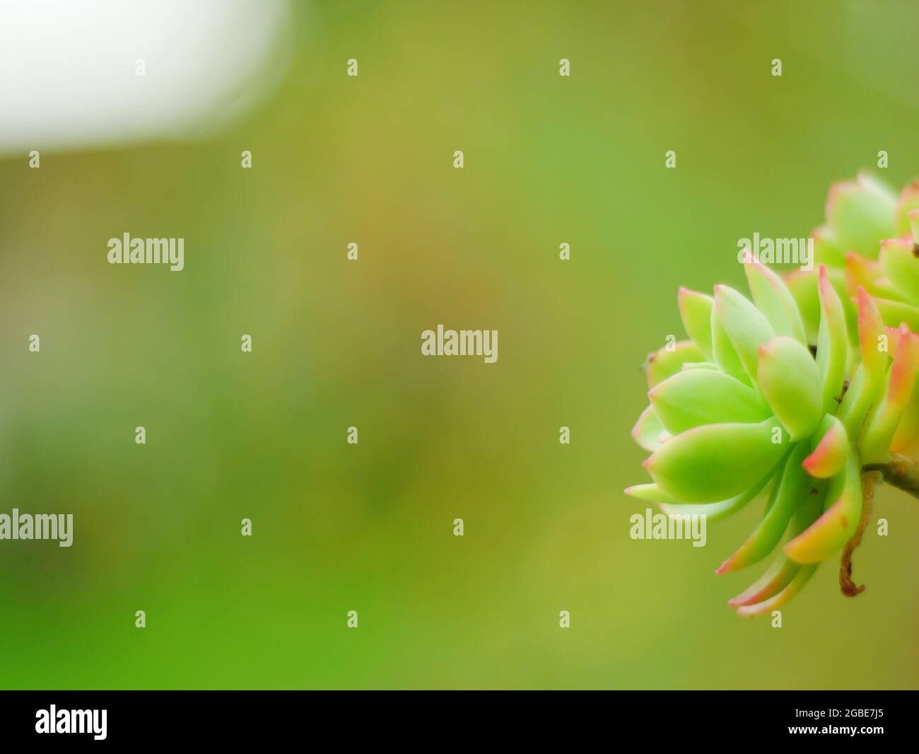 Selective focus shot of sedum succulent planted on a flower pot Stock ...