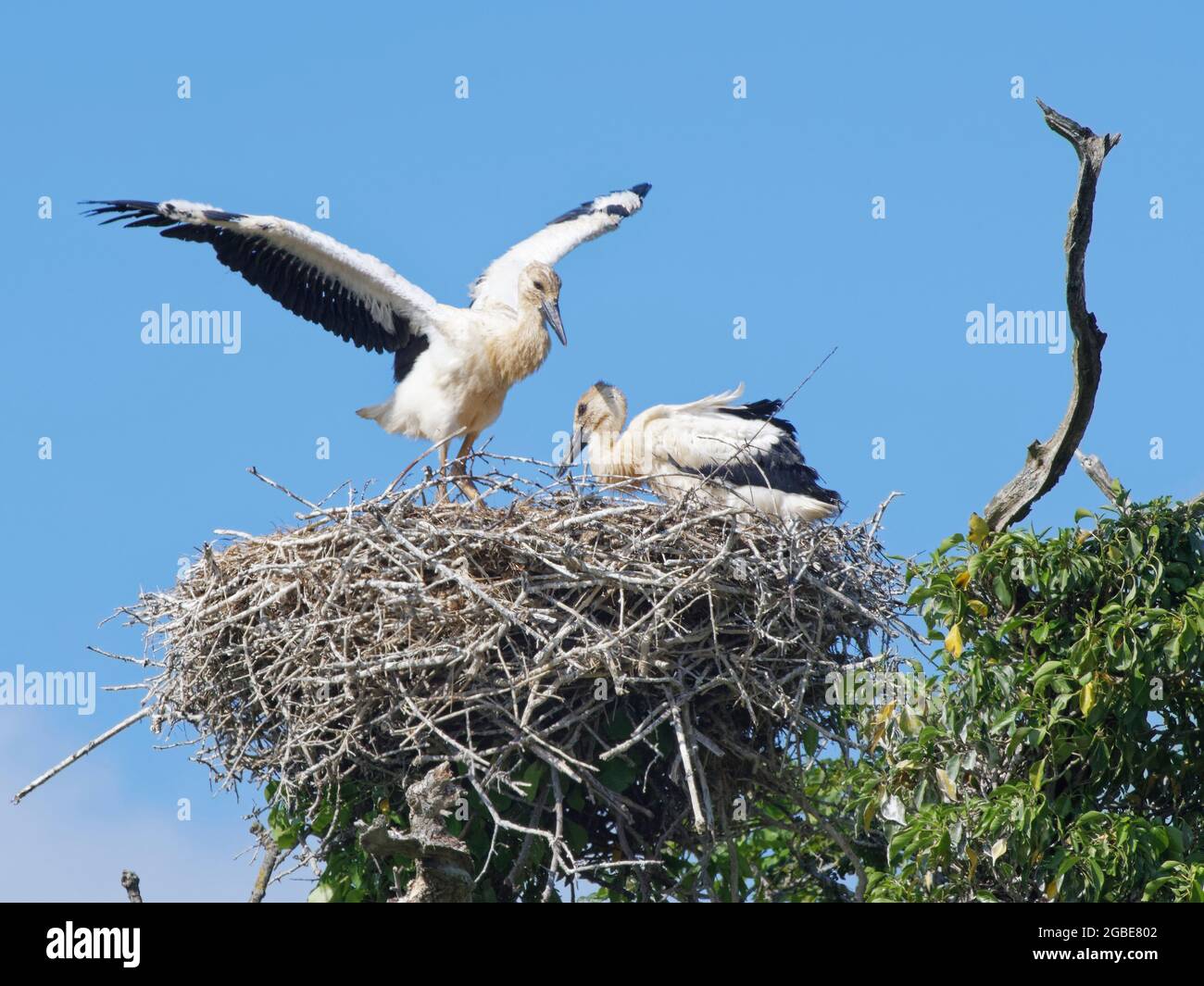 Family storks young chick in hi-res stock photography and images - Alamy