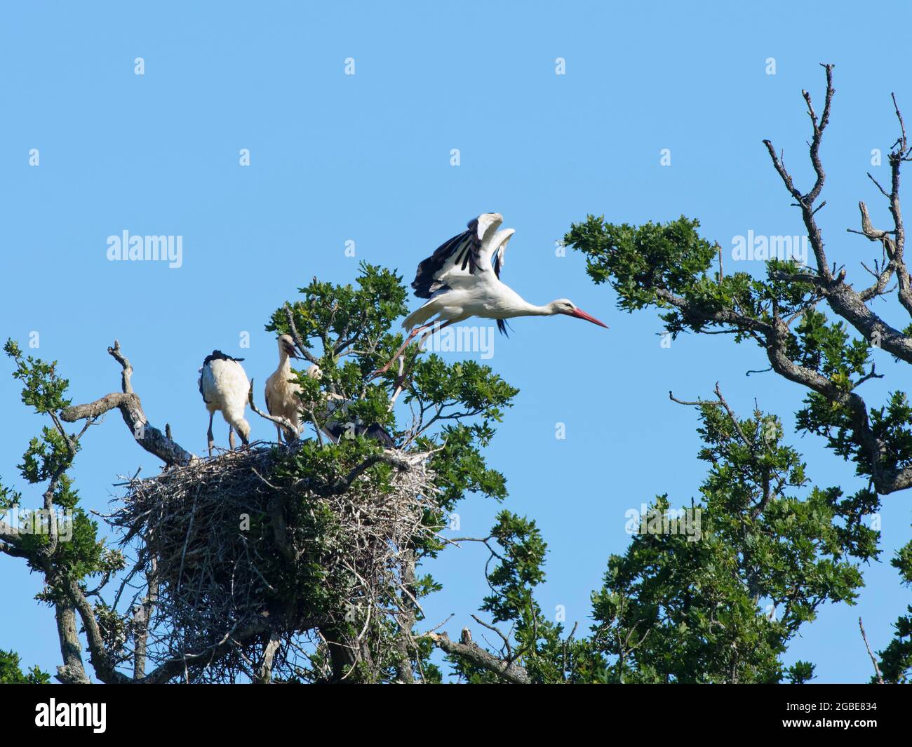 Knepp castle stork hi-res stock photography and images - Alamy
