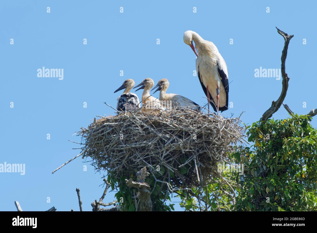 Knepp castle estate stork hi-res stock photography and images - Alamy