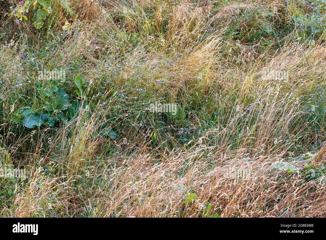 mixed wild green and dry yellow grass late summer afternoon - full ...