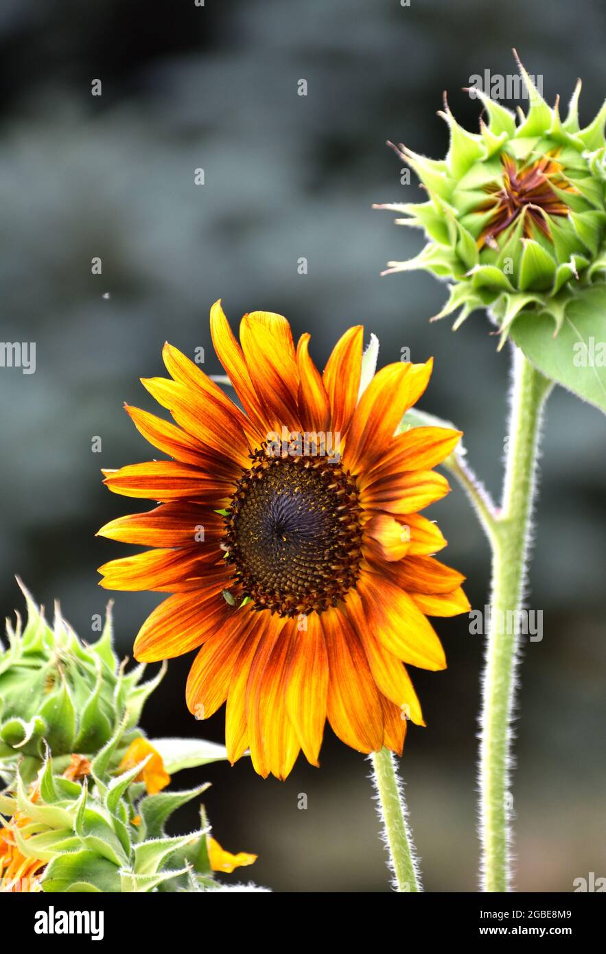 Single large sunflower (Helianthus) with yellow, orange, and brown ...