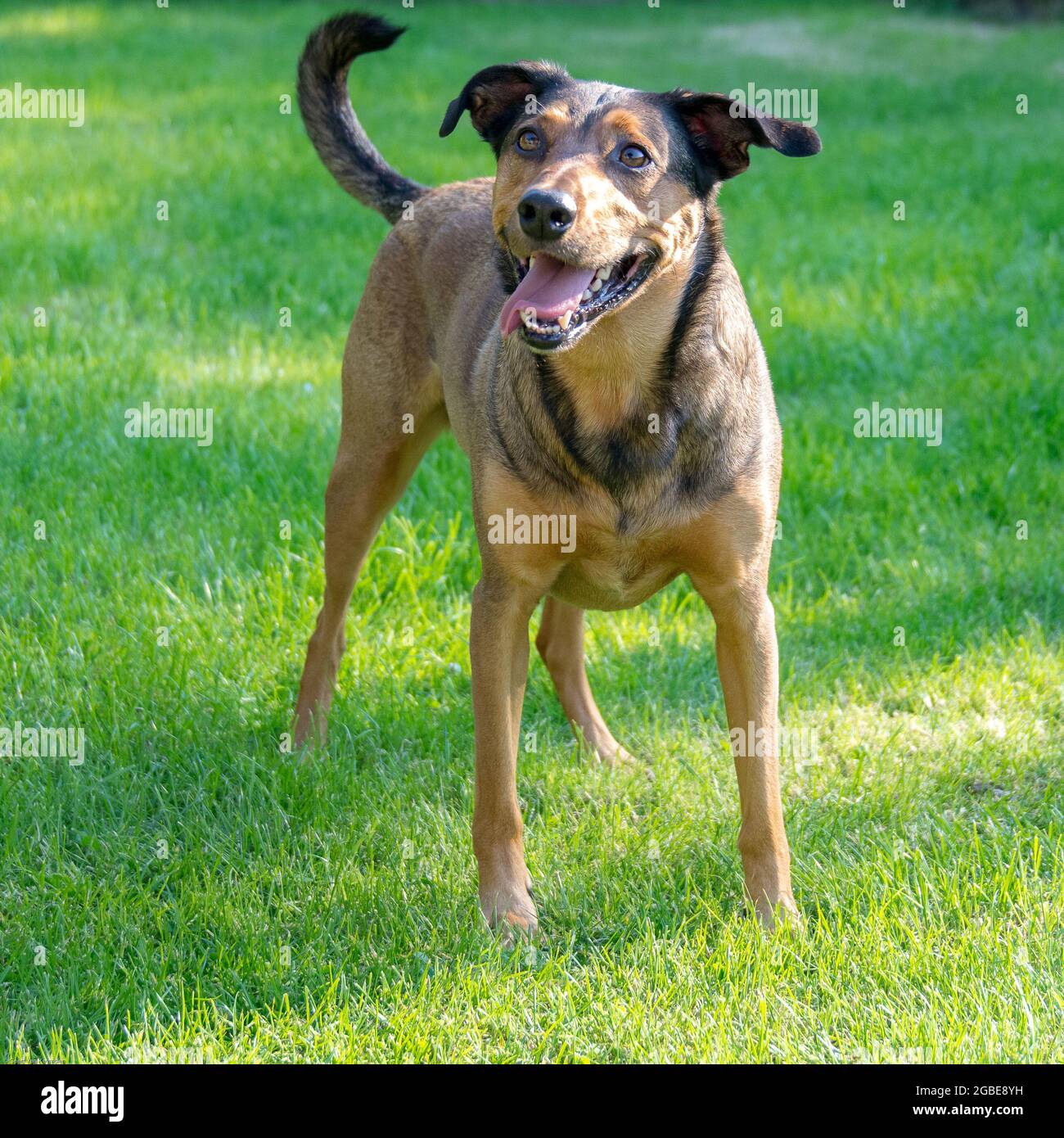 Vertical shot of a cute dog in a garden Stock Photo - Alamy
