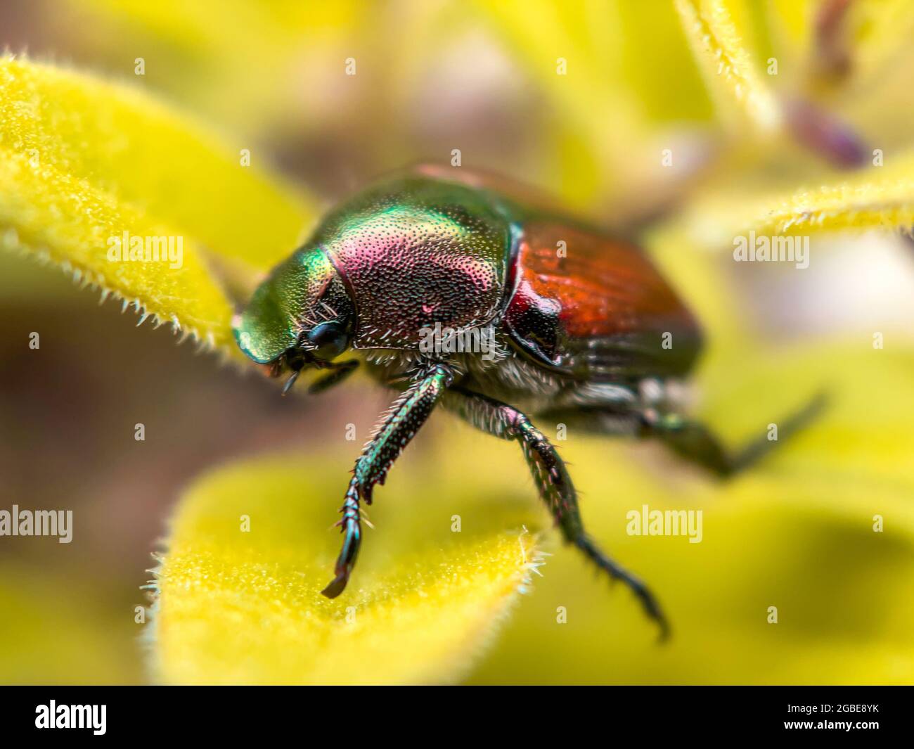 Closeup shot of a bug on a yellow flower Stock Photo - Alamy