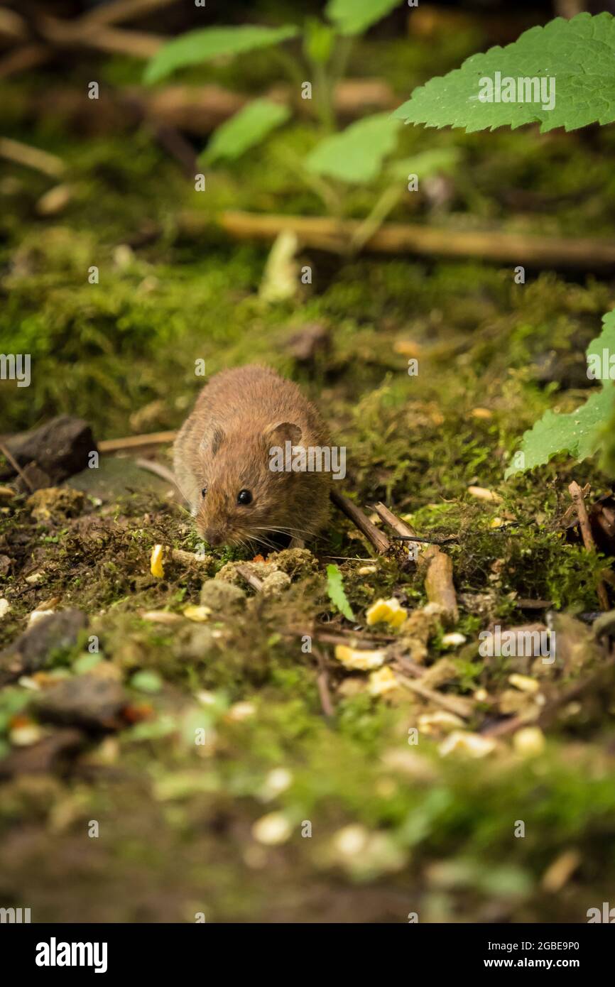 Vertical shot of a cute brown mouse captured in a garden Stock Photo ...