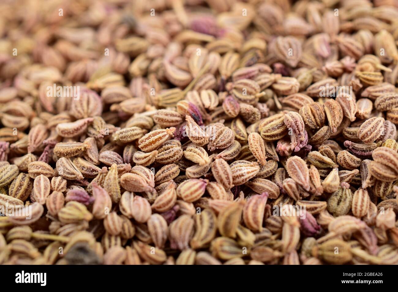 Ajwain texture hi-res stock photography and images - Alamy