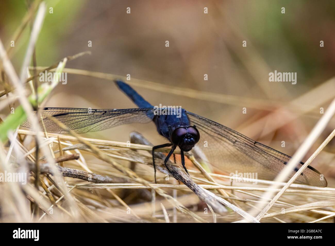 Closeup shot of an insect on dry grass against a blurred background ...