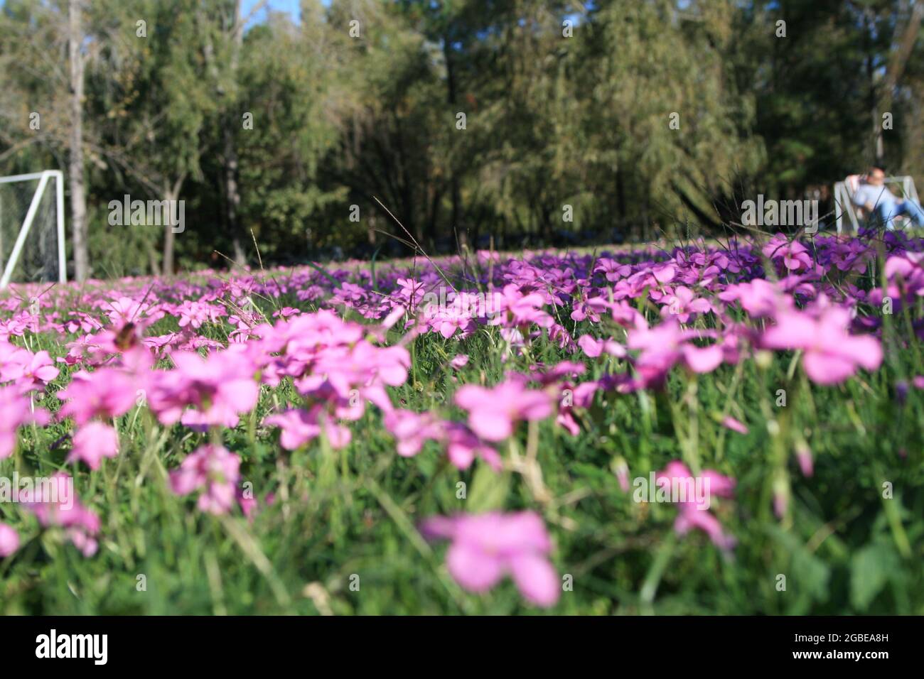 View of a pink cosmos flowers orchard with green trees n background on ...