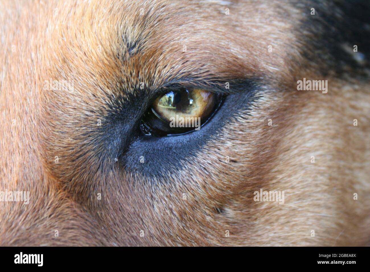 Close up of a sharp eye of a German Shepard dog, northern breed group ...