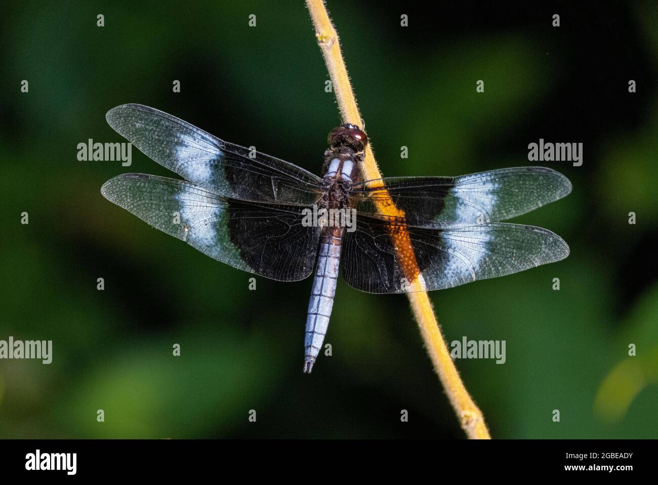 Closeup shot of an insect against a blurred background Stock Photo - Alamy